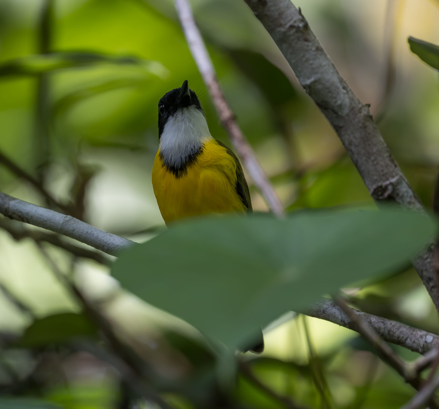 More Birds of Halmahera - 10,000 Birds