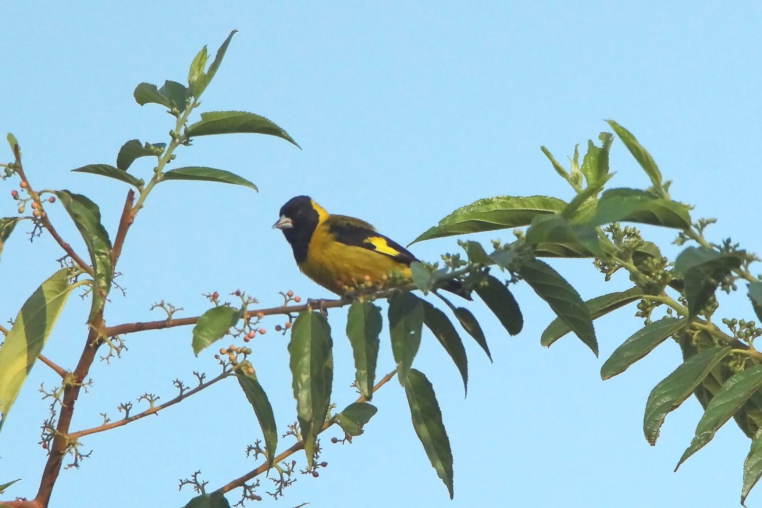That Awkward Stage - 10,000 Birds