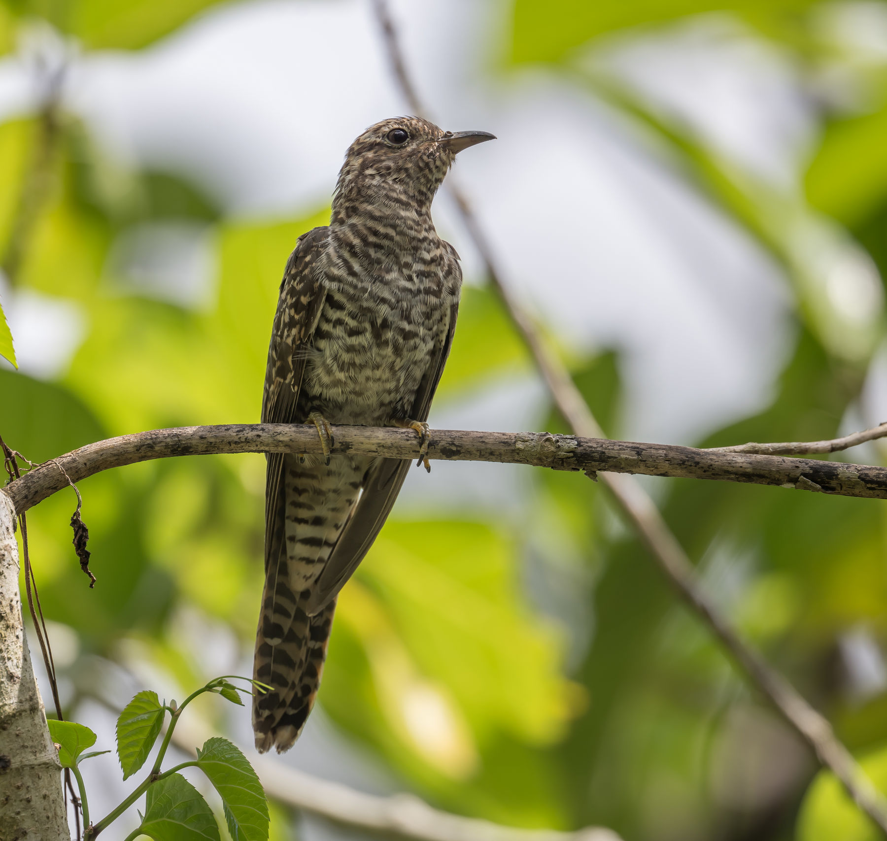 More Birds of Halmahera - 10,000 Birds