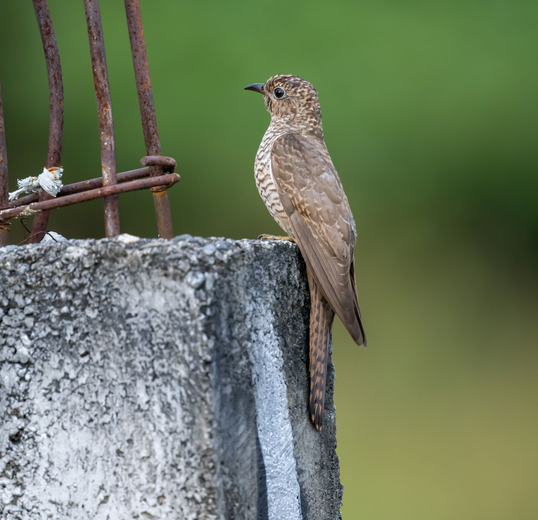 More Birds of Halmahera - 10,000 Birds