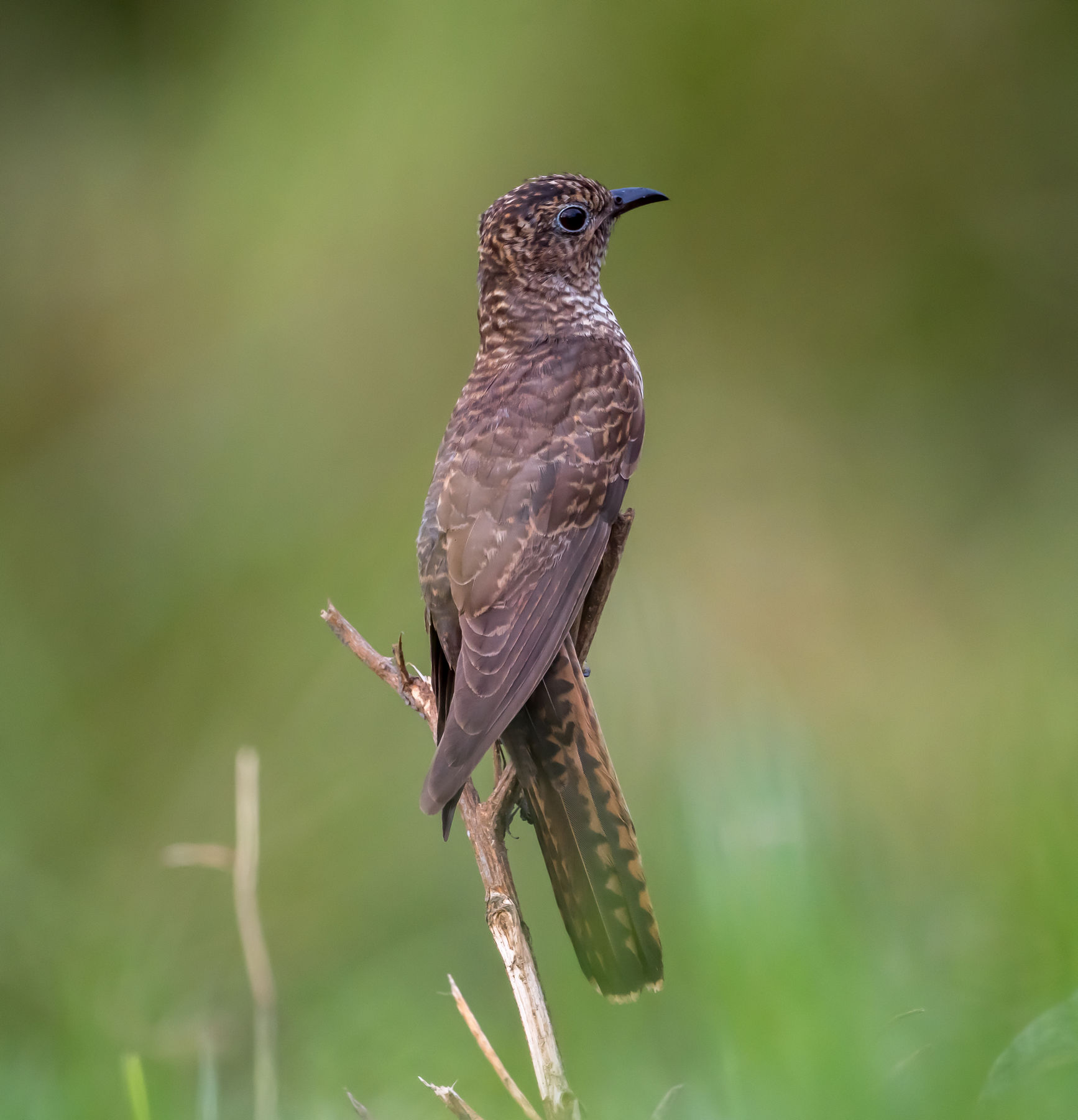 More Birds of Halmahera - 10,000 Birds