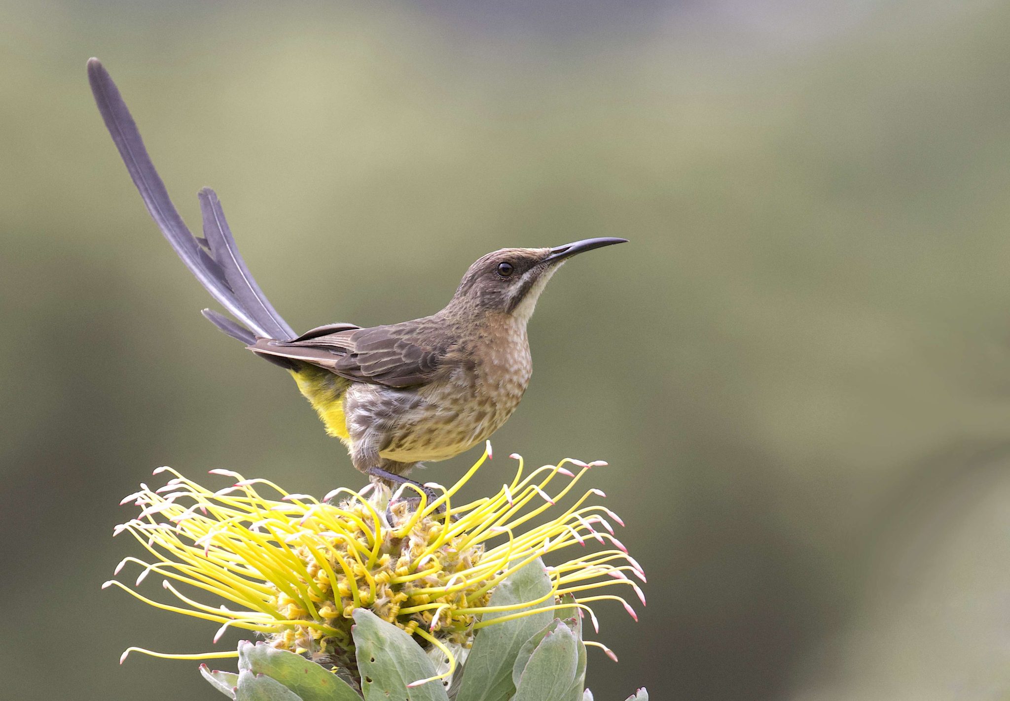 Kaapstad Critique - 10,000 Birds