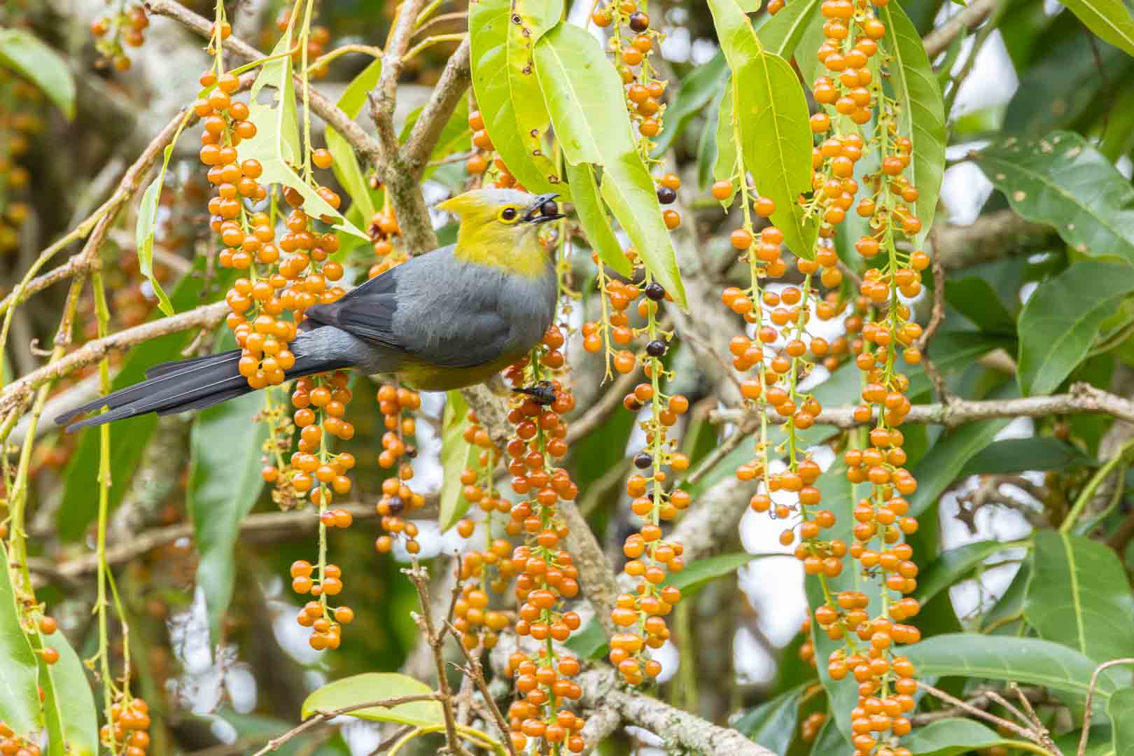San Gerardo de Dota: A Journey to the Costa Rican Cloud Forest