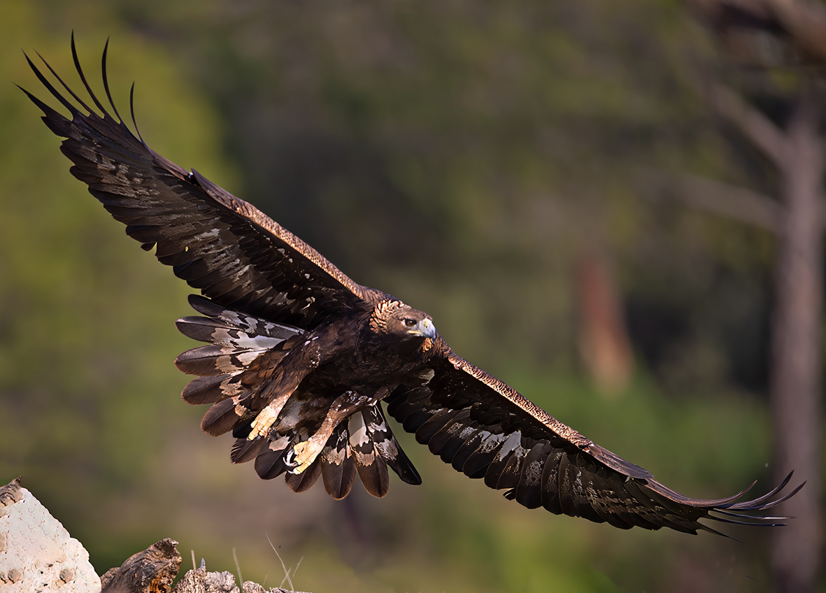 Eagle Migration - 10,000 Birds