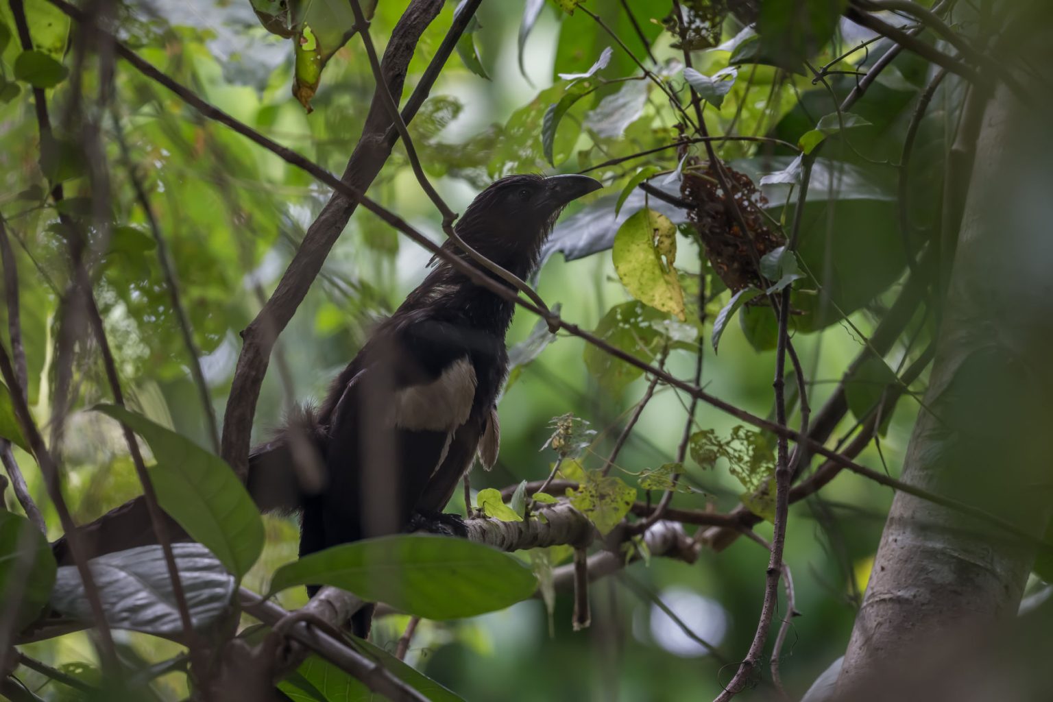 More Birds of Halmahera - 10,000 Birds