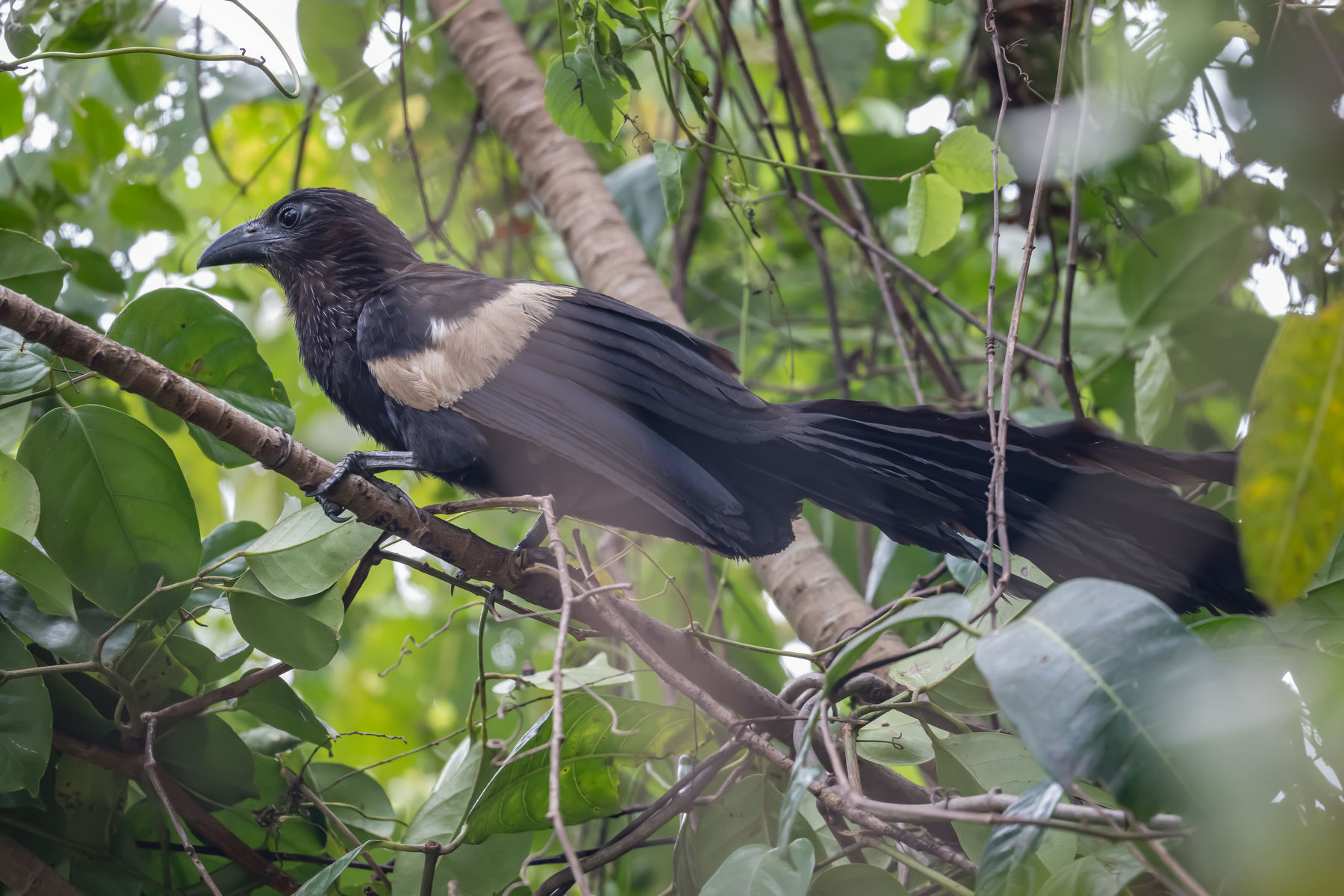 More Birds of Halmahera - 10,000 Birds