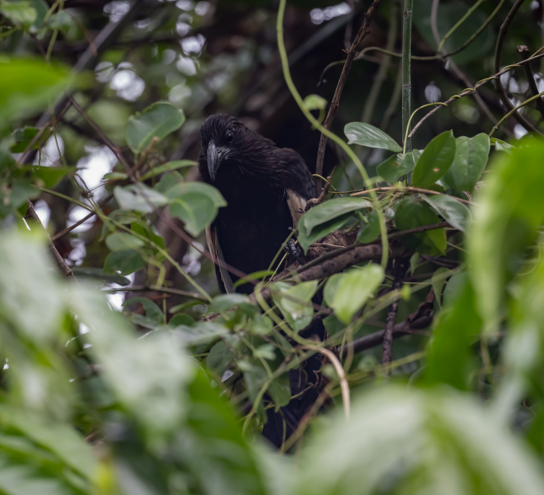 More Birds of Halmahera - 10,000 Birds