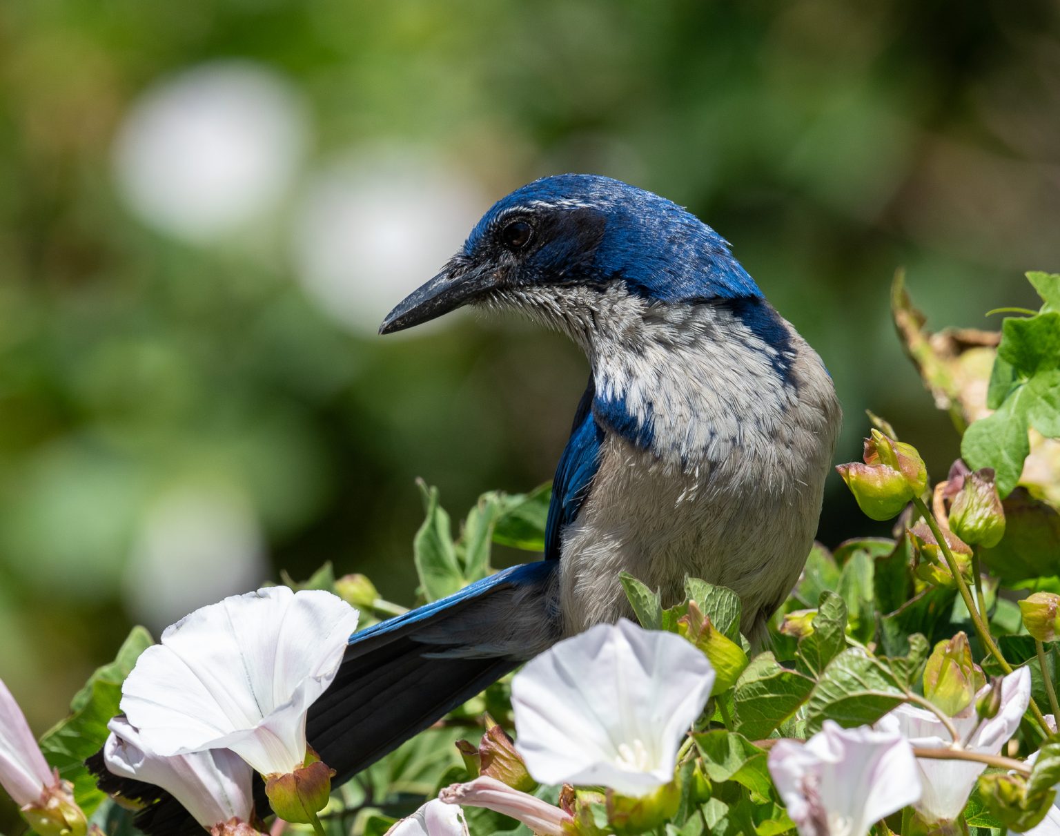 Island Scrub-Jays on Santa Cruz Island - 10,000 Birds