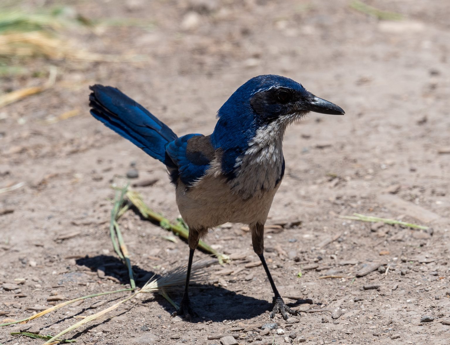Island Scrub-Jays on Santa Cruz Island - 10,000 Birds
