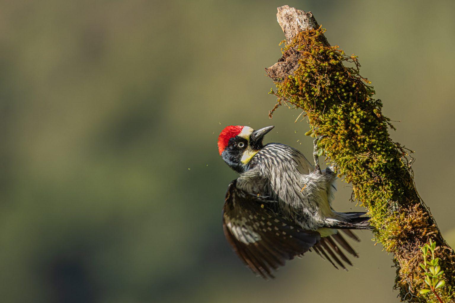 San Gerardo de Dota: A Journey to the Costa Rican Cloud Forest