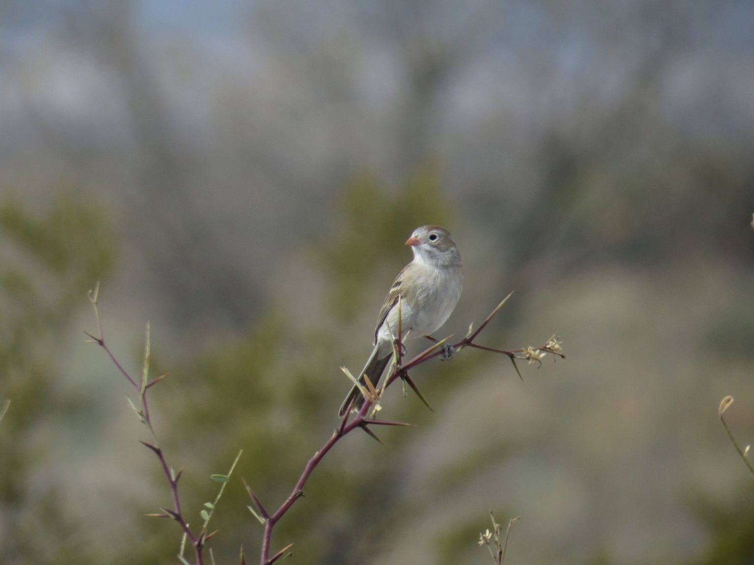 A worthy sparrow? - 10,000 Birds
