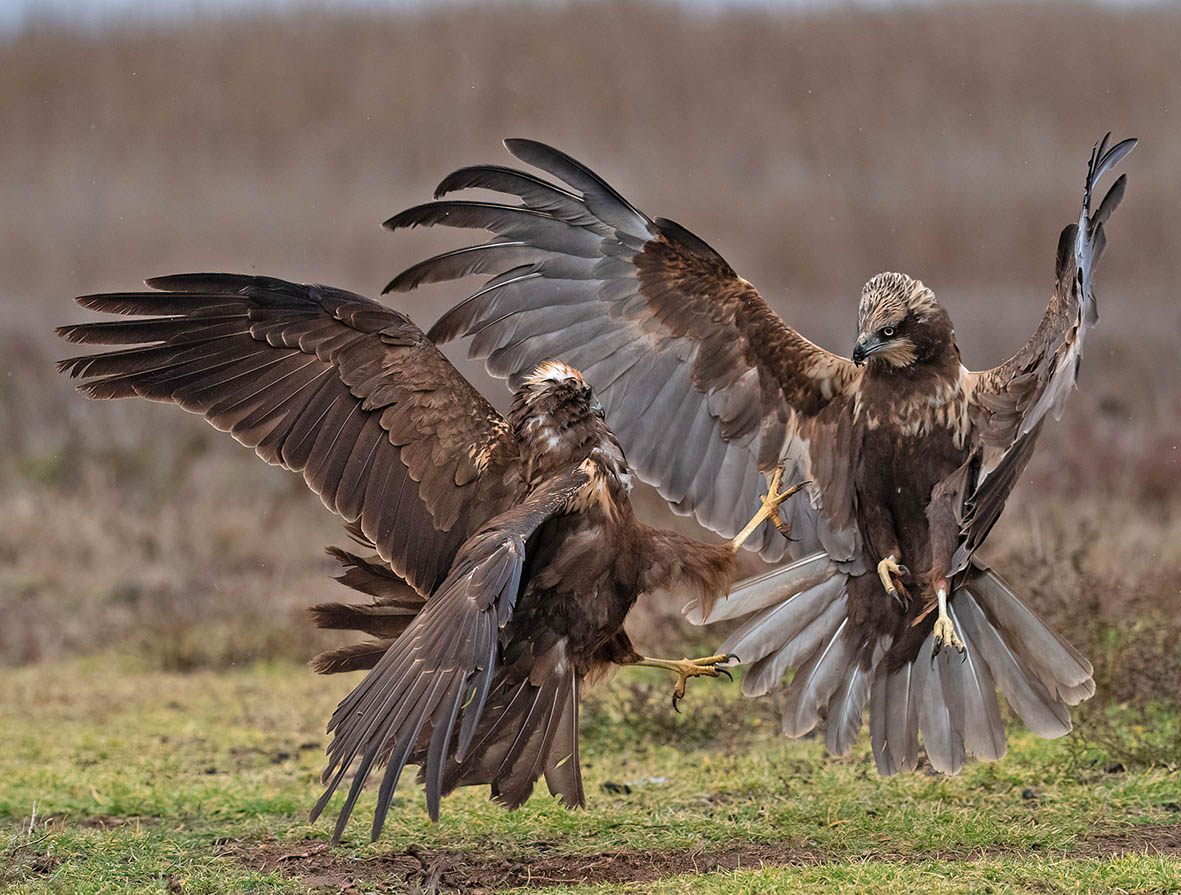 The Western Marsh Harrier - 10,000 Birds