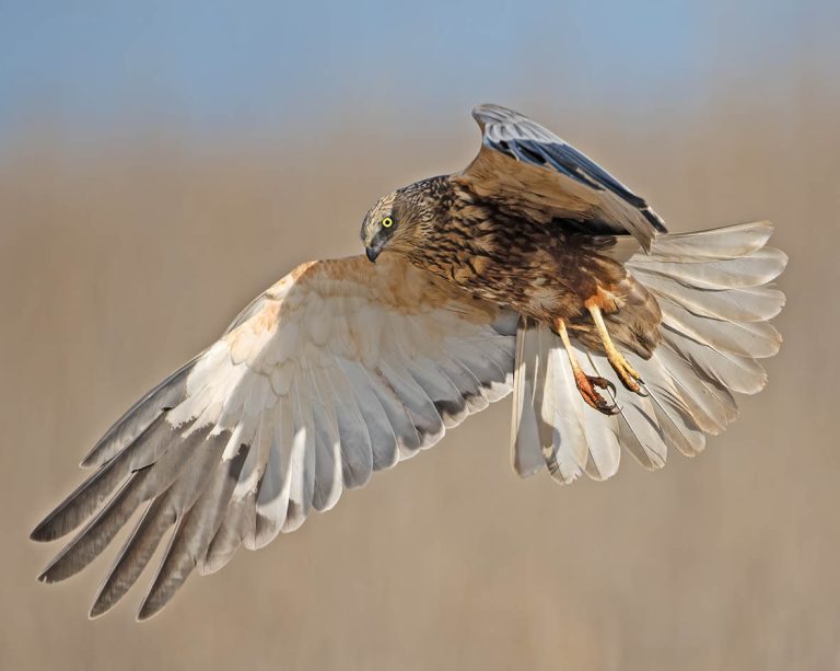 The Western Marsh Harrier - 10,000 Birds