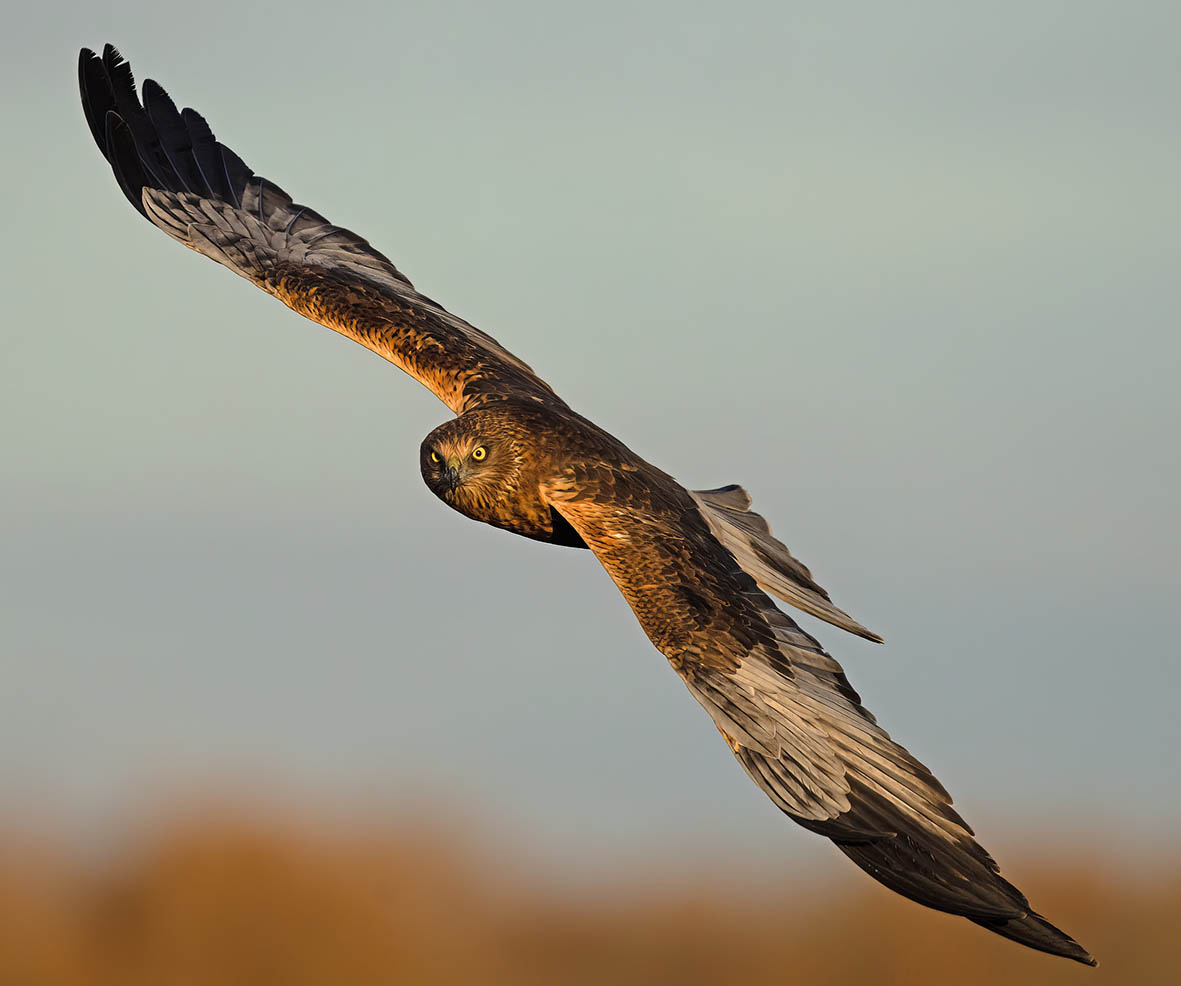 The Western Marsh Harrier - 10,000 Birds