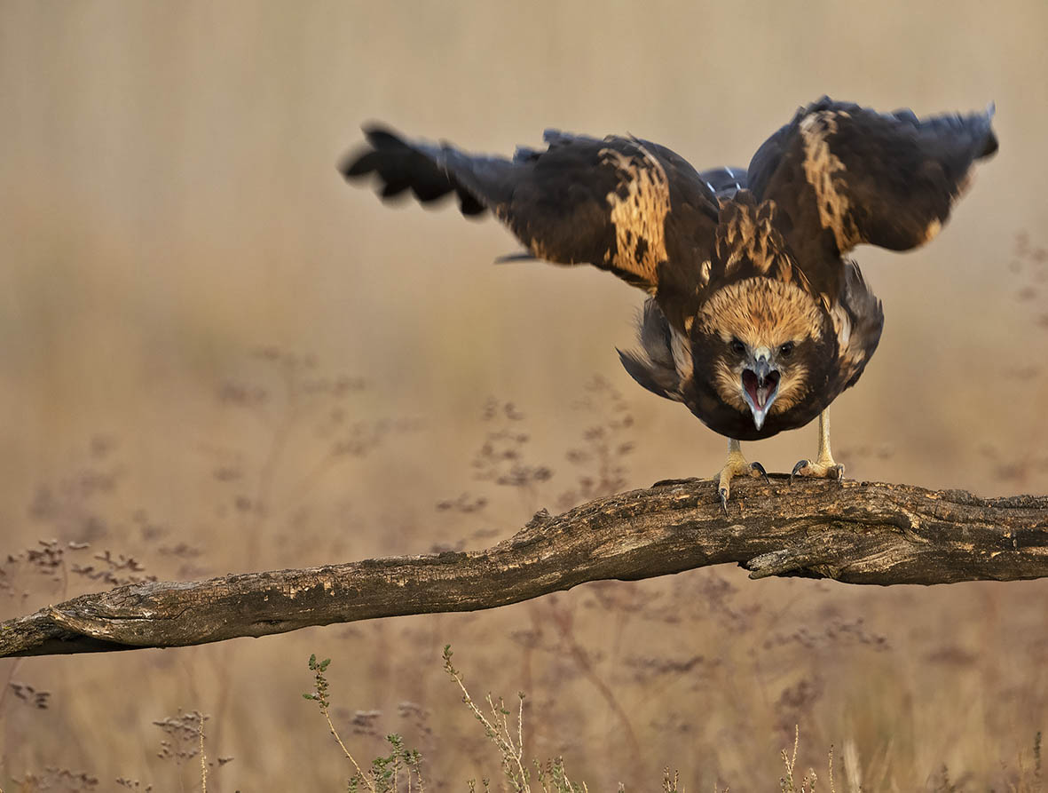 The Western Marsh Harrier - 10,000 Birds