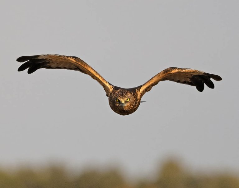 The Western Marsh Harrier - 10,000 Birds