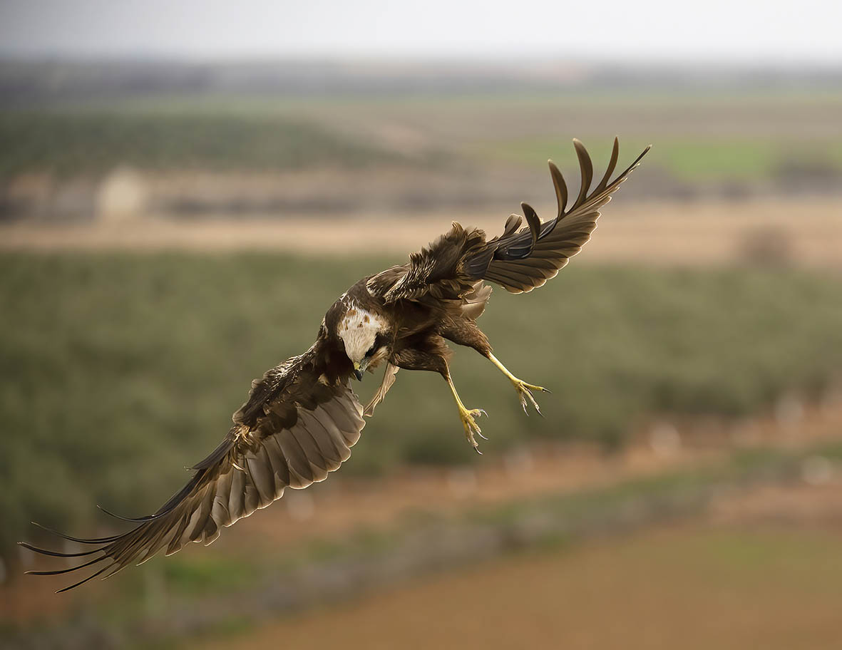 The Western Marsh Harrier - 10,000 Birds