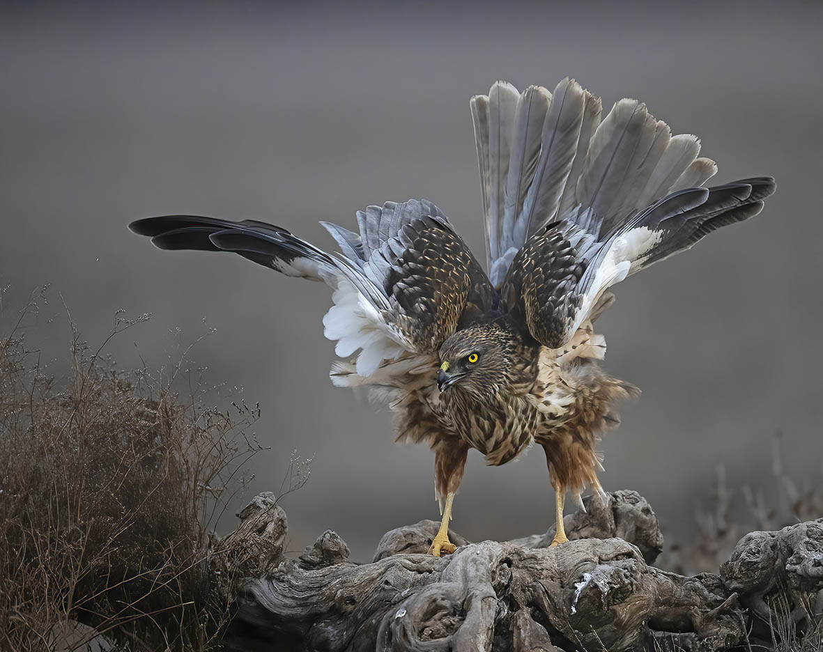 The Western Marsh Harrier - 10,000 Birds