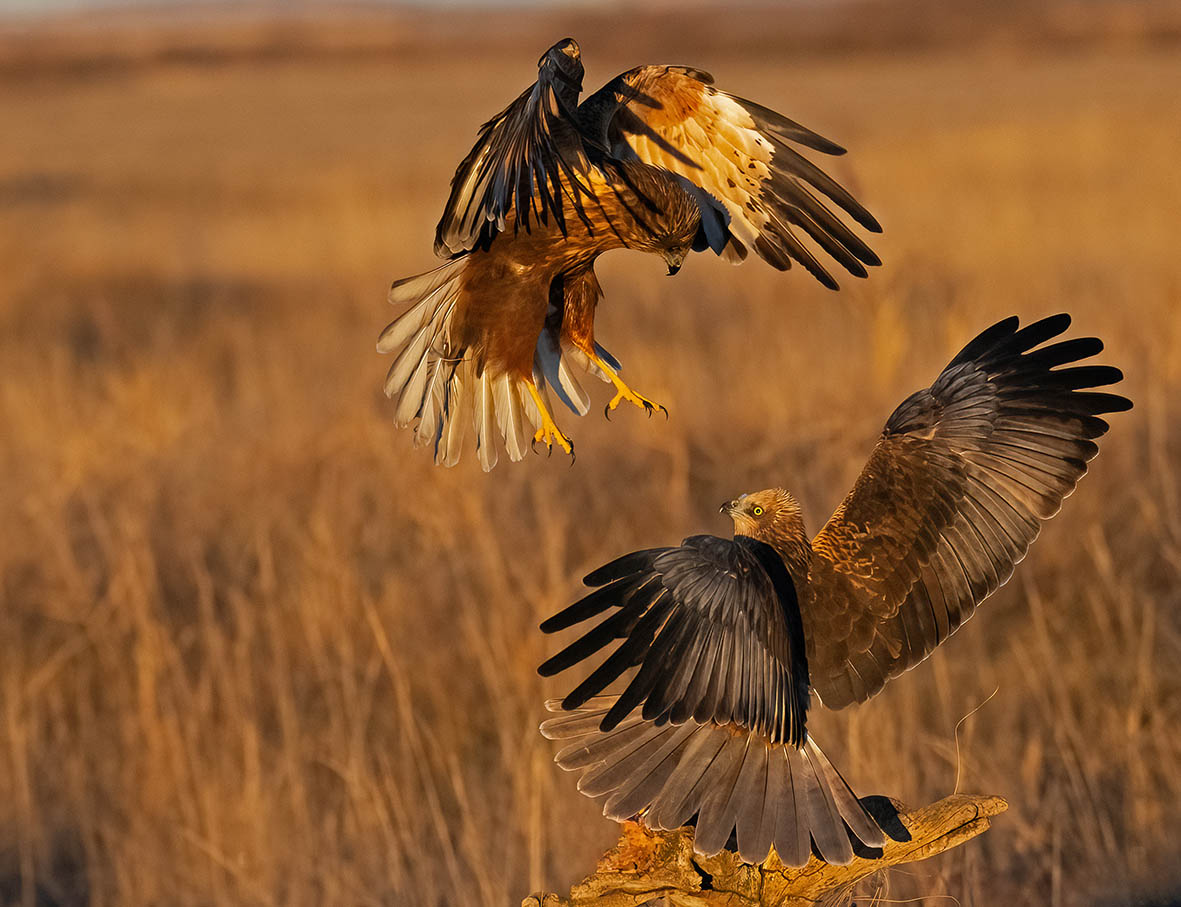 The Western Marsh Harrier - 10,000 Birds