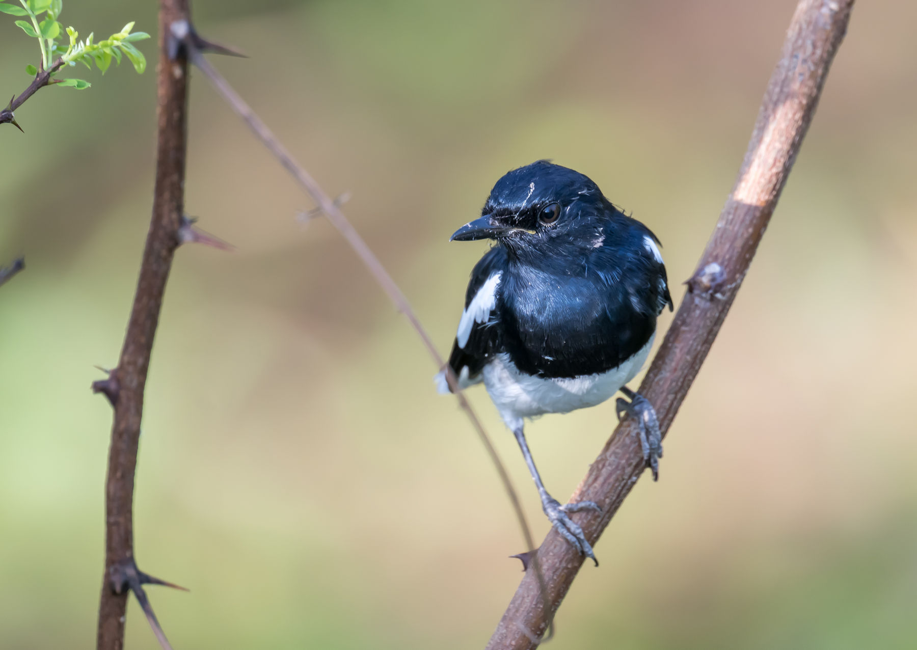 Business Birding in Malaysia - 10,000 Birds