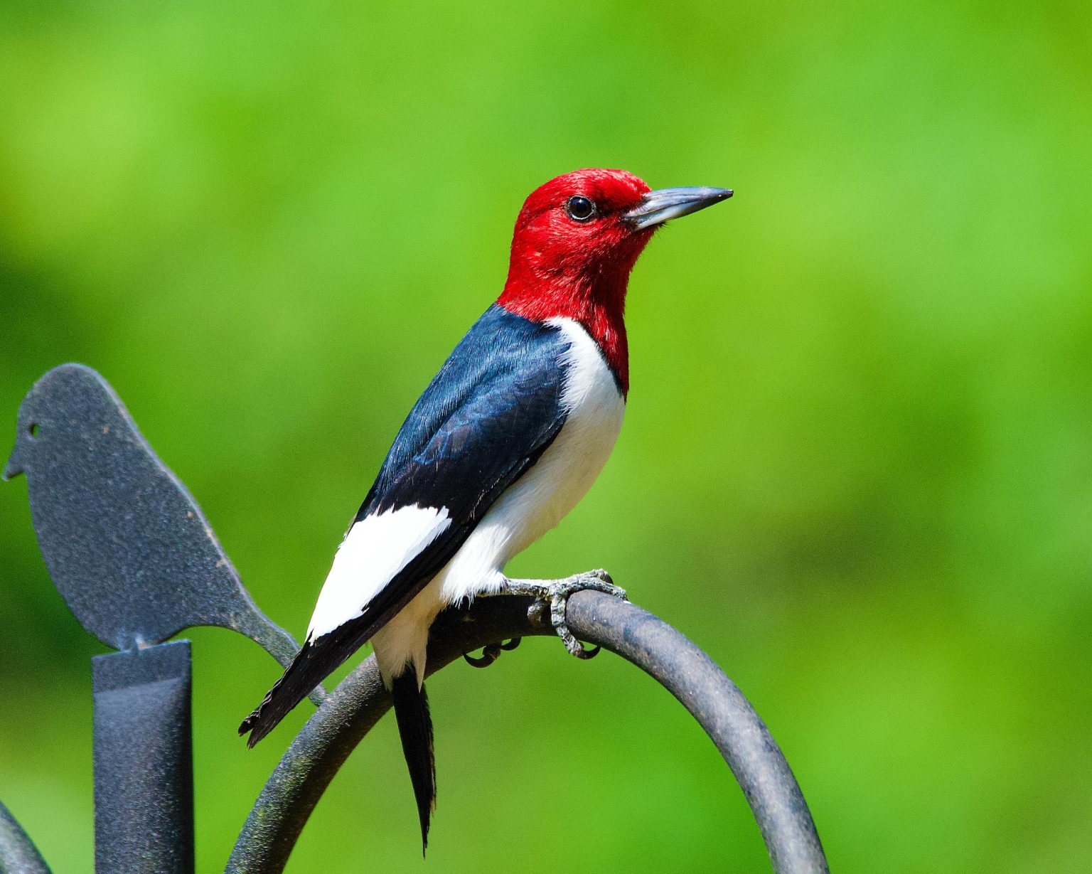Knock, Knock – My 10 Favourite Woodpeckers - 10,000 Birds