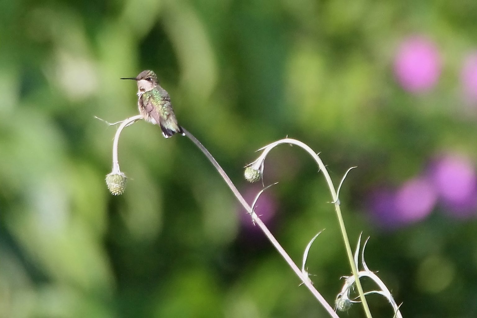 Seven Hectares of Heaven - 10,000 Birds