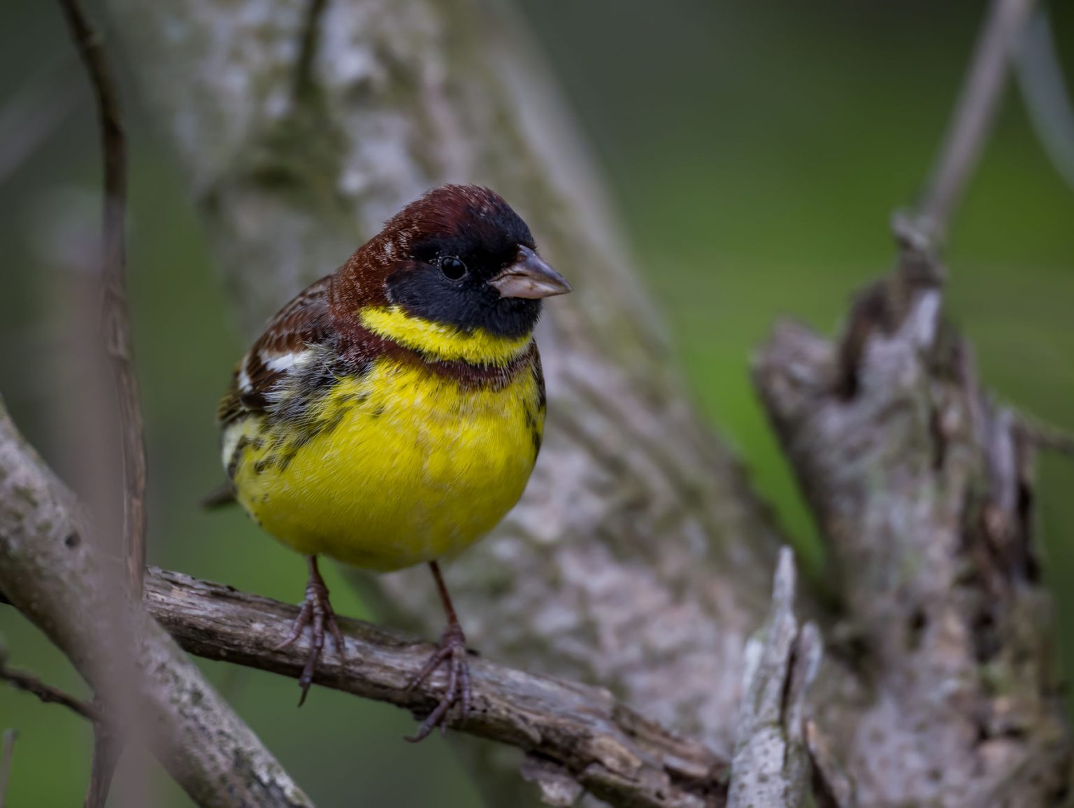 My 10 Favorite Birds of Shanghai - 10,000 Birds