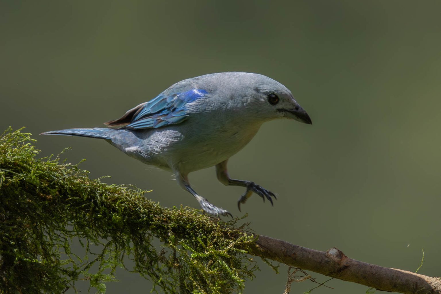 San Gerardo de Dota: A Journey to the Costa Rican Cloud Forest