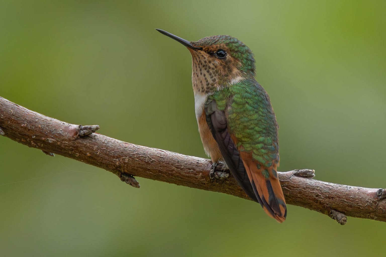 San Gerardo de Dota: A Journey to the Costa Rican Cloud Forest