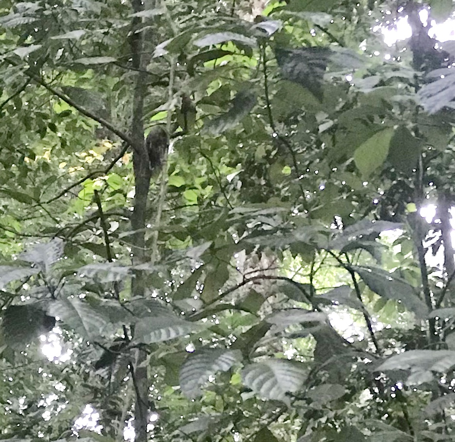 12 Exciting Scops Owls - 10,000 Birds