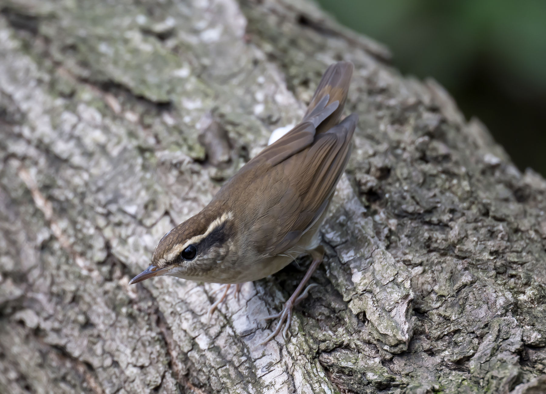 Birding Shanghai in October 2024 - 10,000 Birds