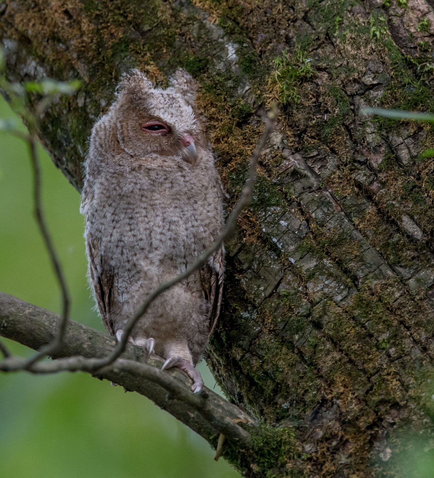 12 Exciting Scops Owls - 10,000 Birds