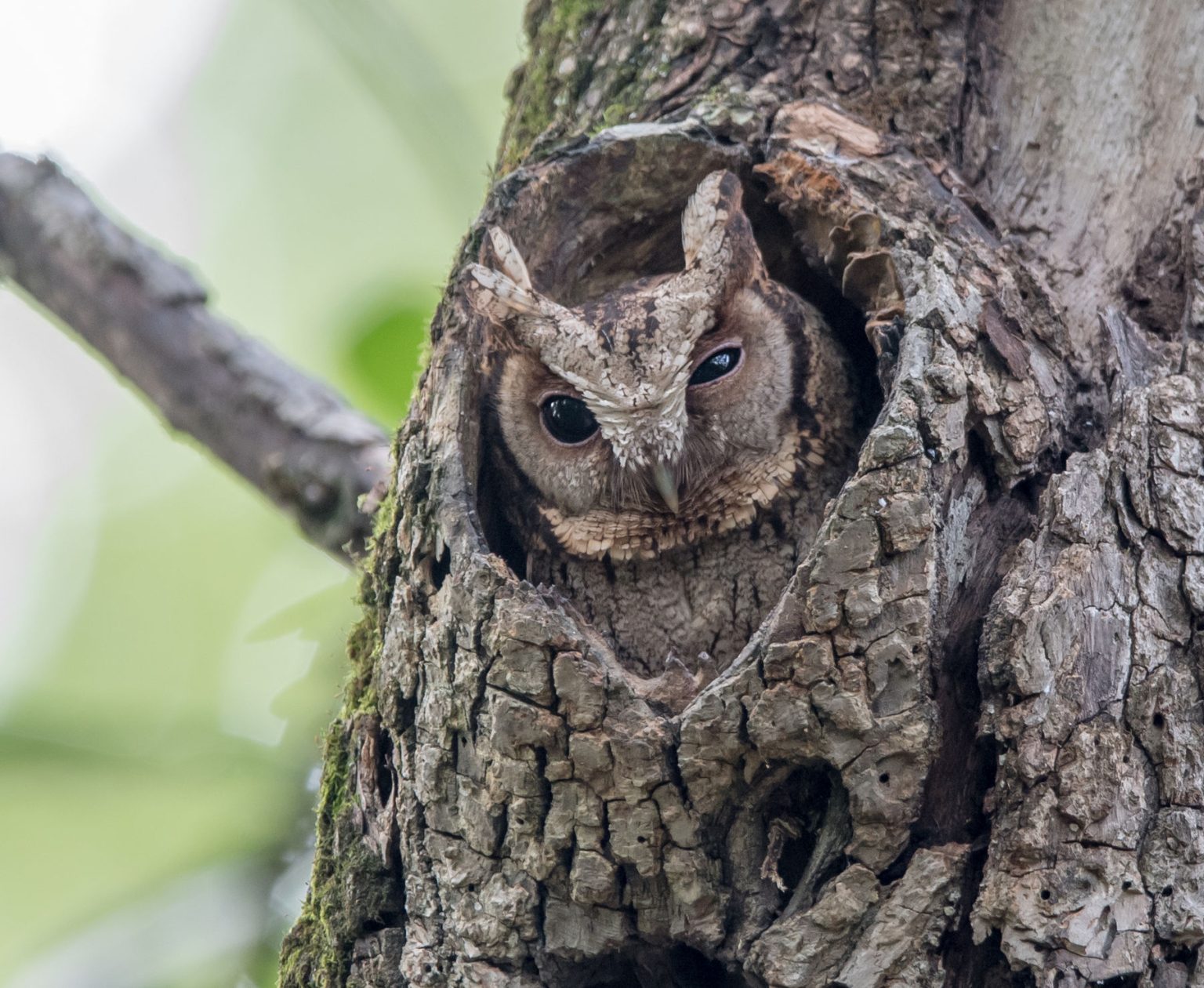 12 Exciting Scops Owls - 10,000 Birds