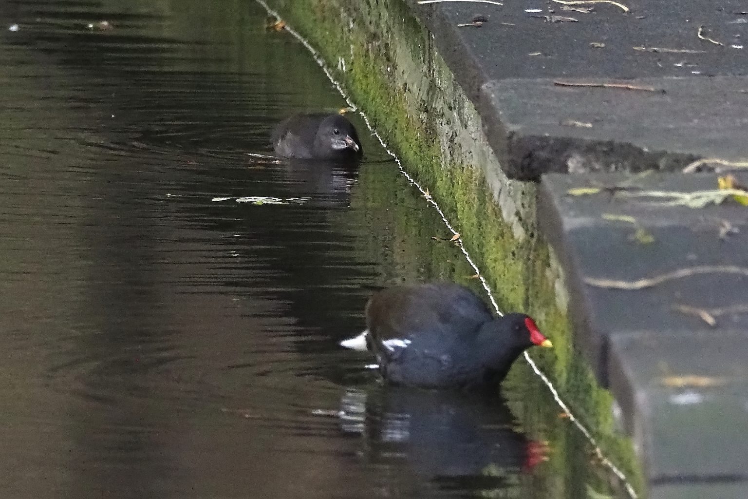 Birding Downtown Dublin - 10,000 Birds