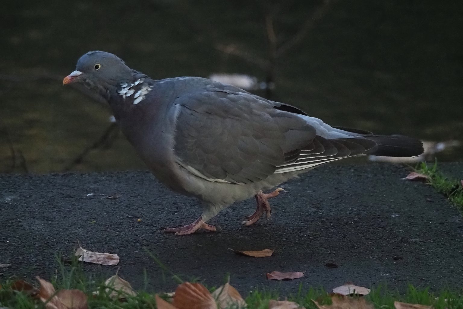 Birding Downtown Dublin - 10,000 Birds