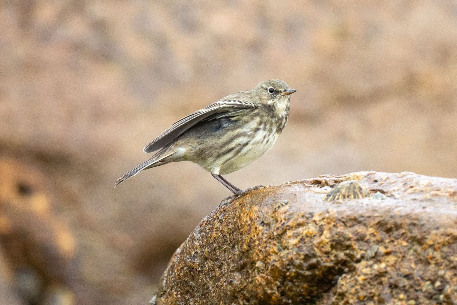 Birding on the Isle of Portland, England - 10,000 Birds