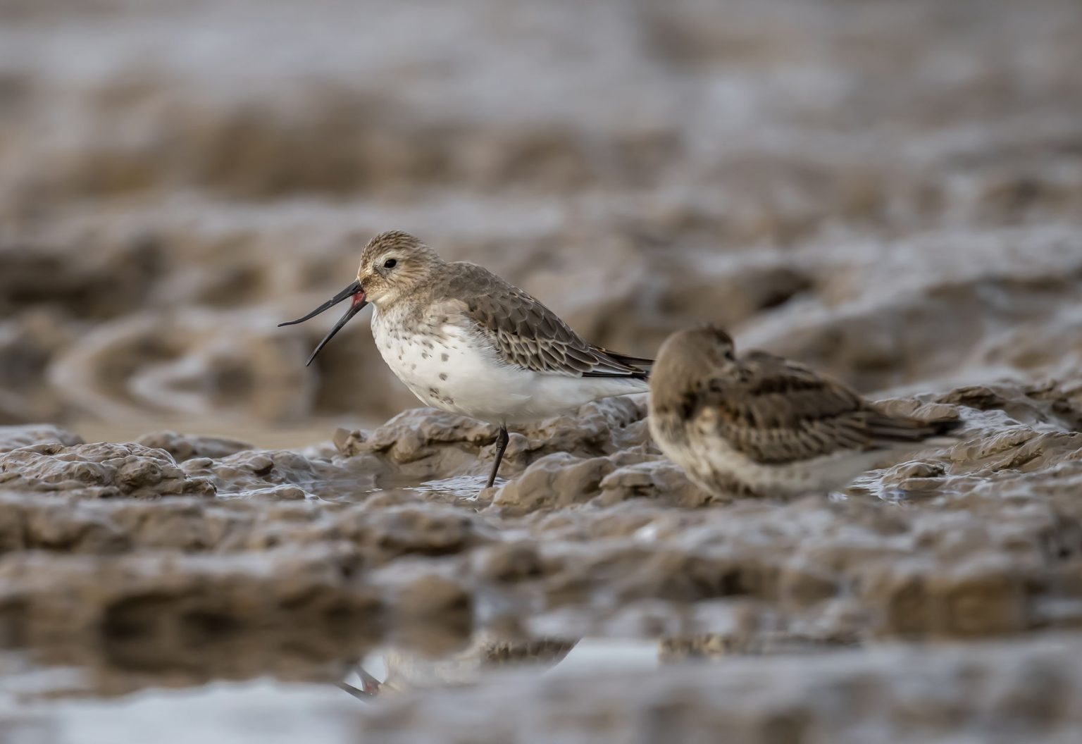 Do Dunlins have Friends? - 10,000 Birds