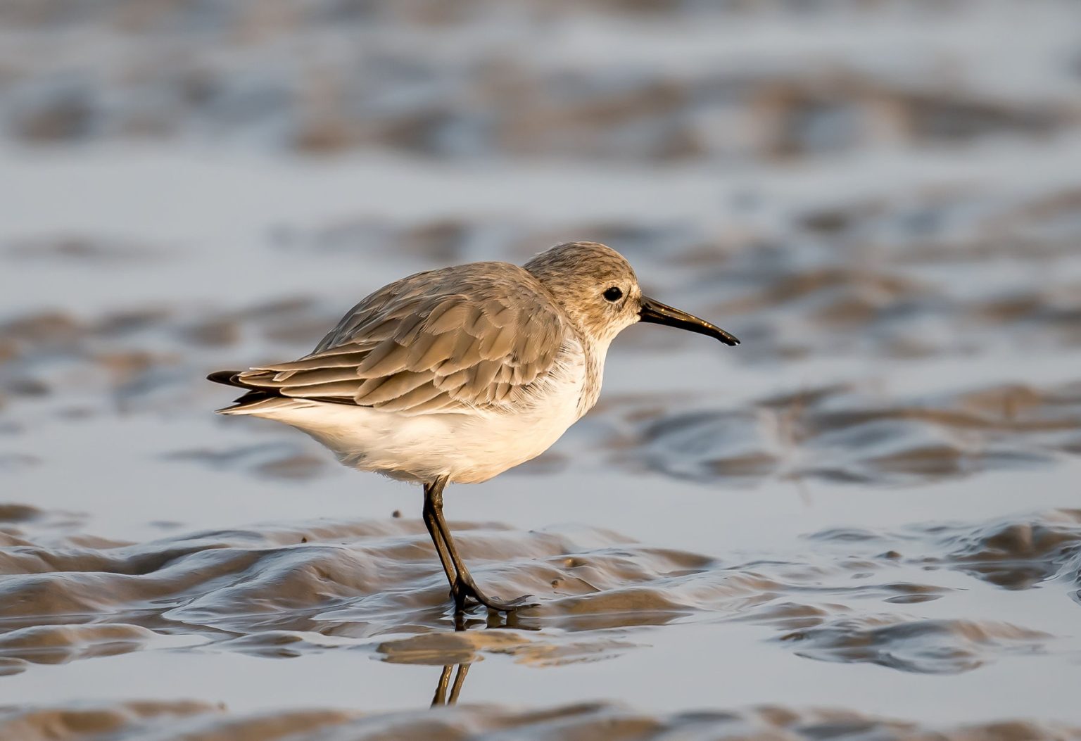 Do Dunlins have Friends? - 10,000 Birds