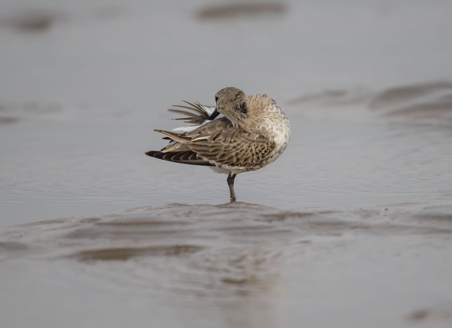 Do Dunlins have Friends? - 10,000 Birds