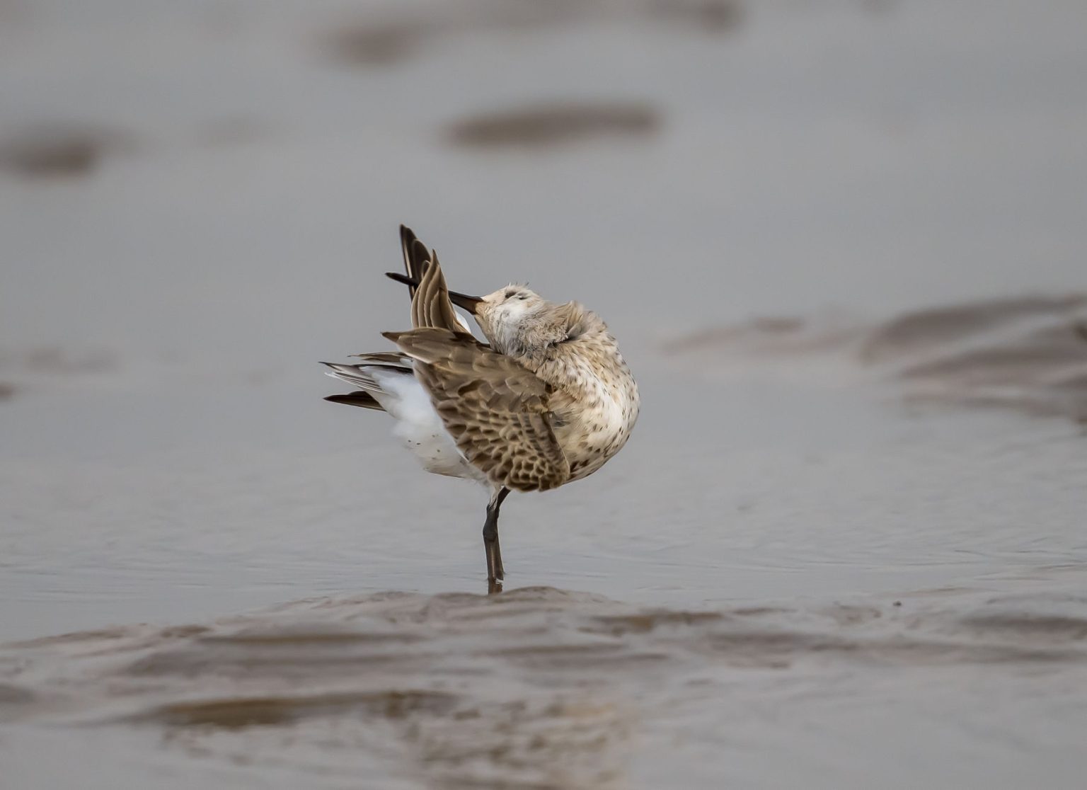 Do Dunlins have Friends? - 10,000 Birds