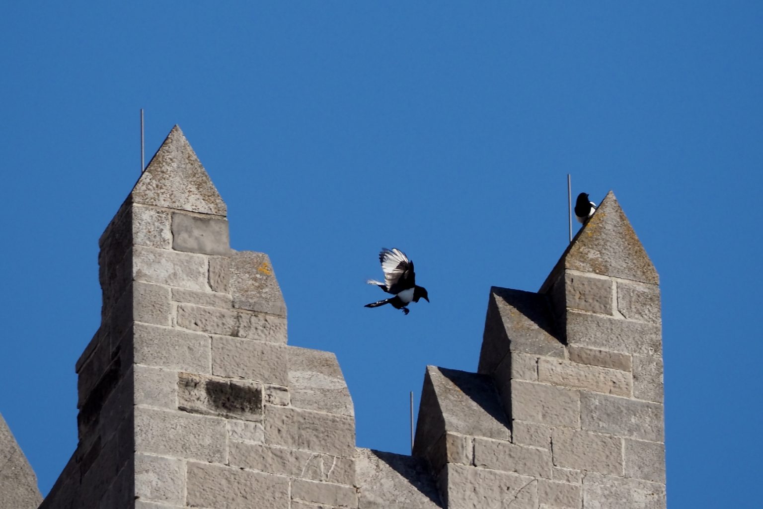 Birding Downtown Dublin - 10,000 Birds