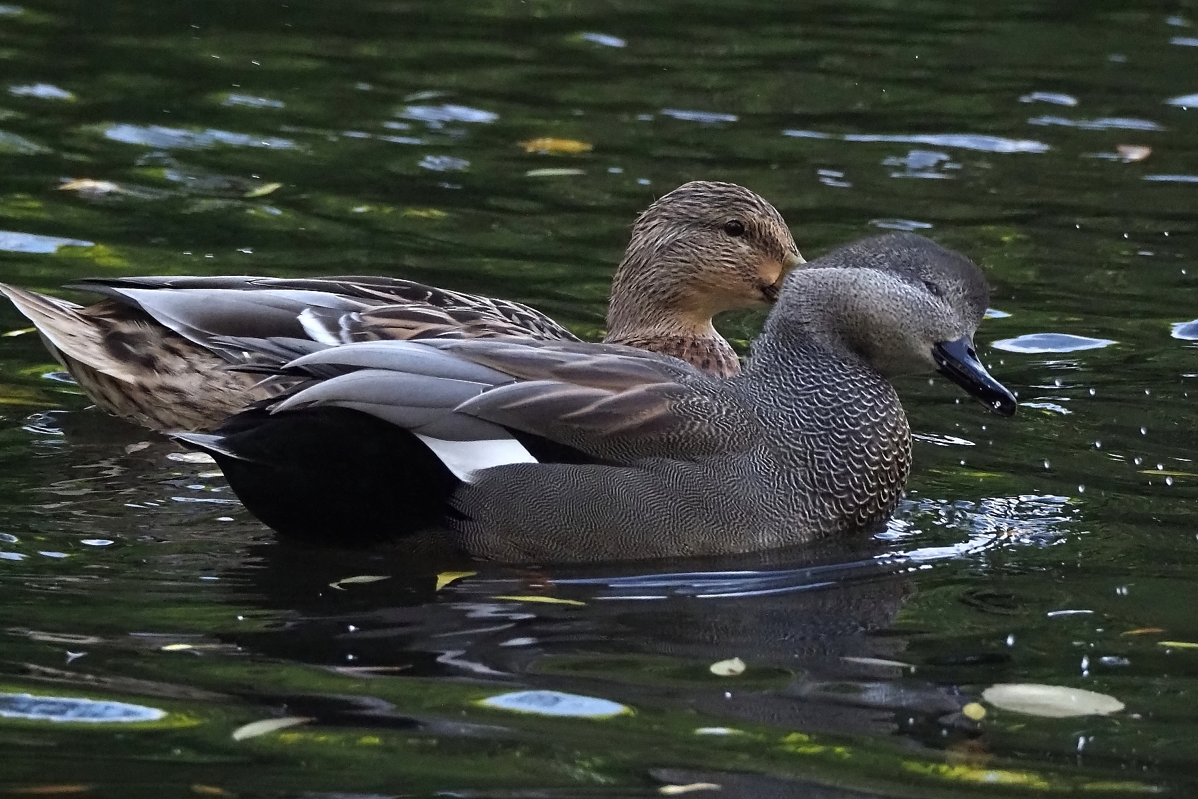Birding Downtown Dublin - 10,000 Birds