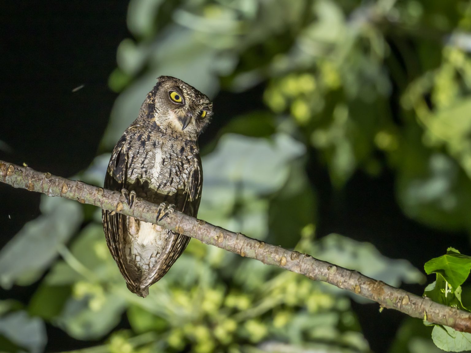 12 Exciting Scops Owls - 10,000 Birds