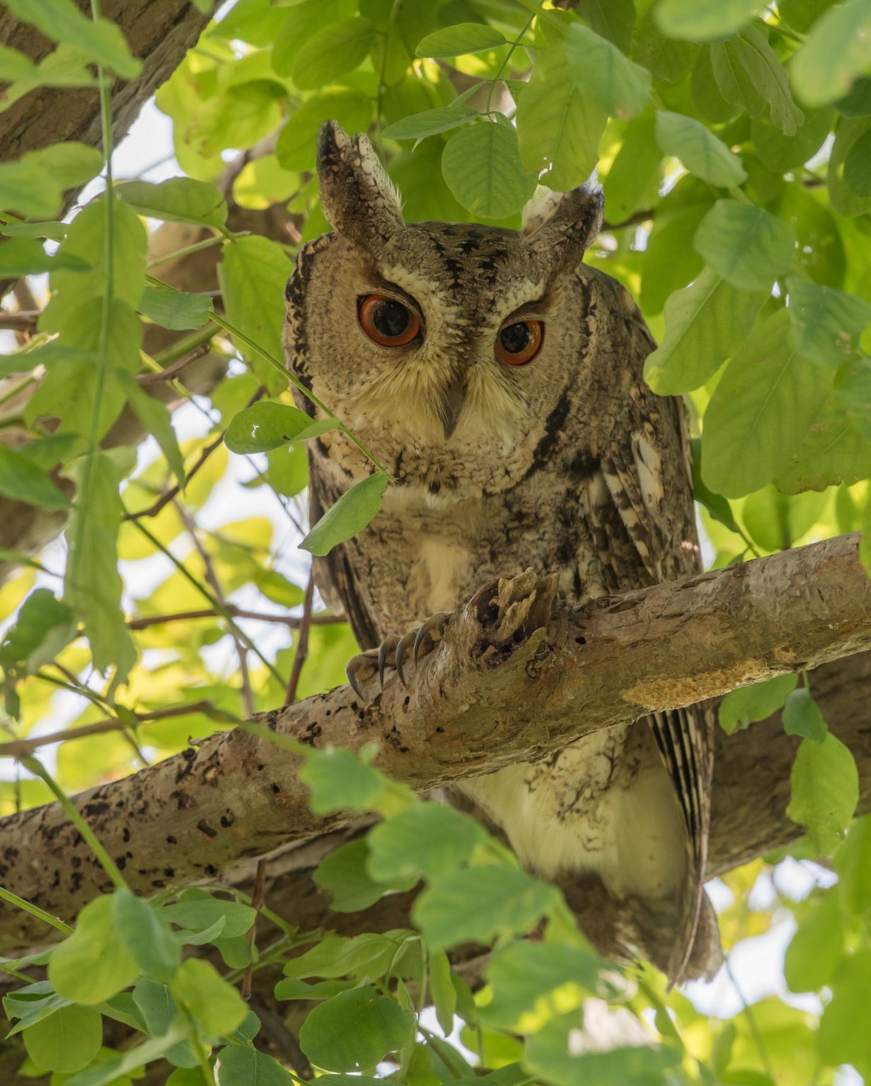 12 Exciting Scops Owls - 10,000 Birds