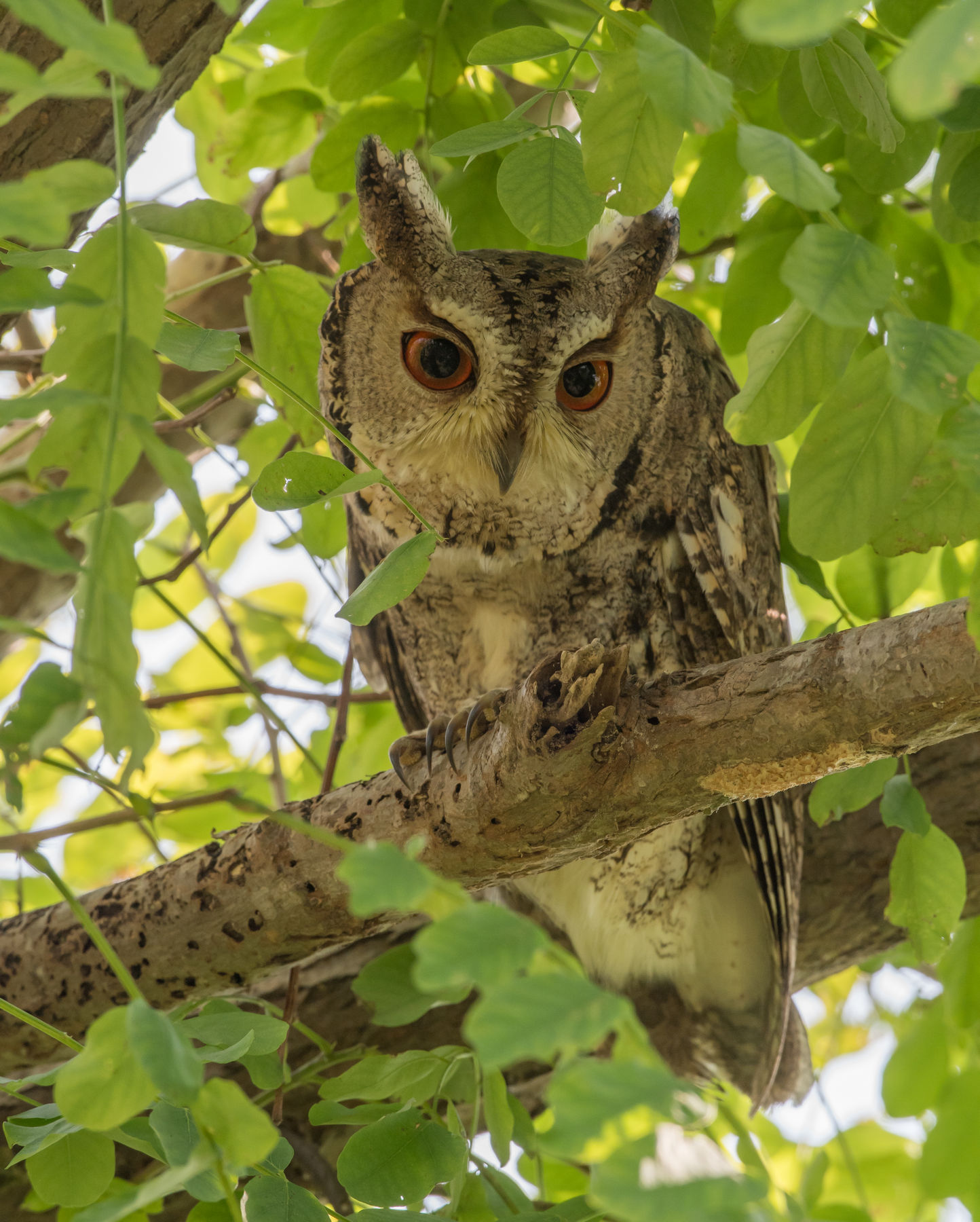 12 Exciting Scops Owls - 10,000 Birds