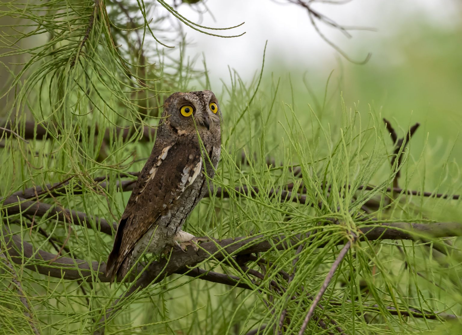 12 Exciting Scops Owls - 10,000 Birds