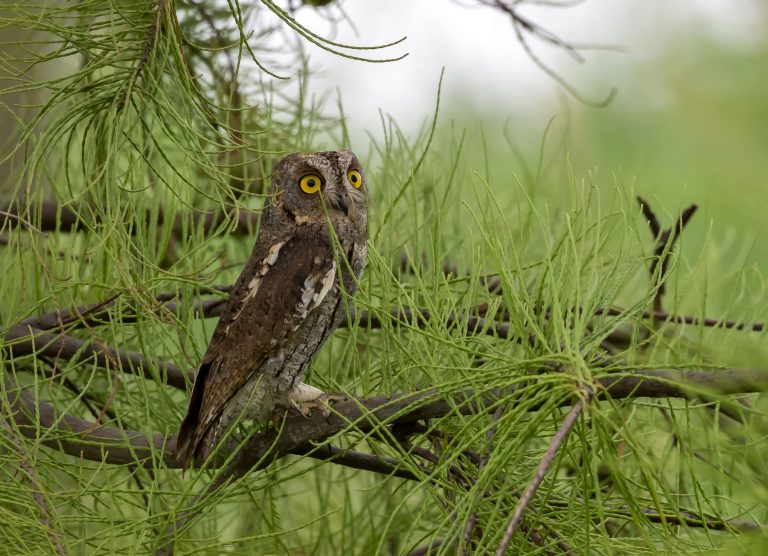 12 Exciting Scops Owls - 10,000 Birds