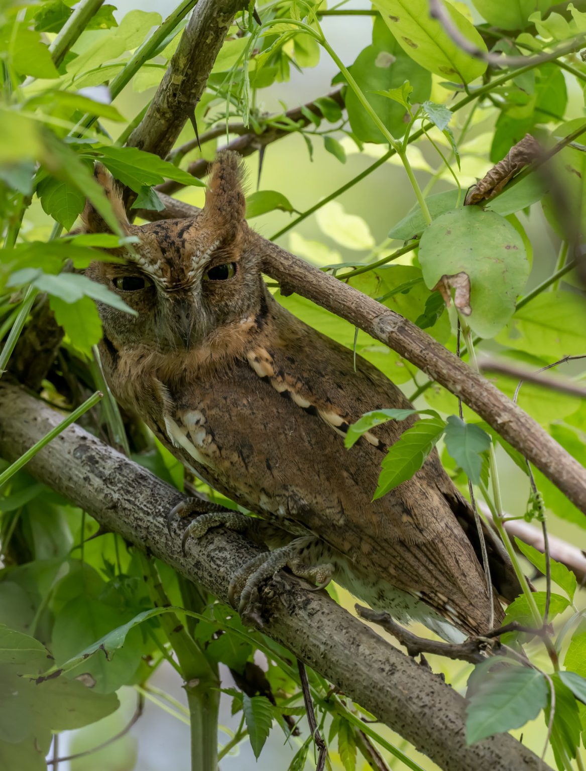 12 Exciting Scops Owls - 10,000 Birds