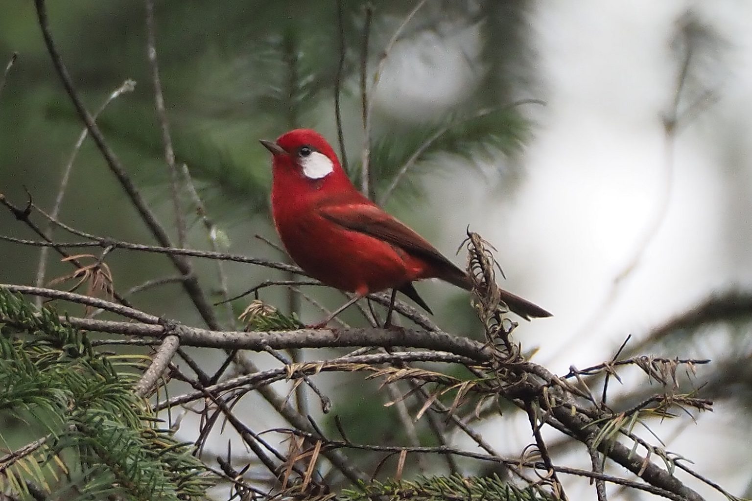 Olympic Trials - 10,000 Birds