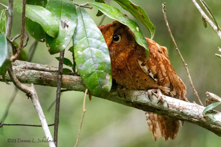 12 Exciting Scops Owls - 10,000 Birds